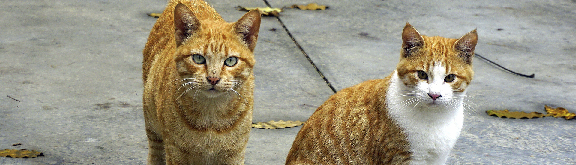 SIDA felino: los síntomas y las causas | INNOVA VETERINARIA